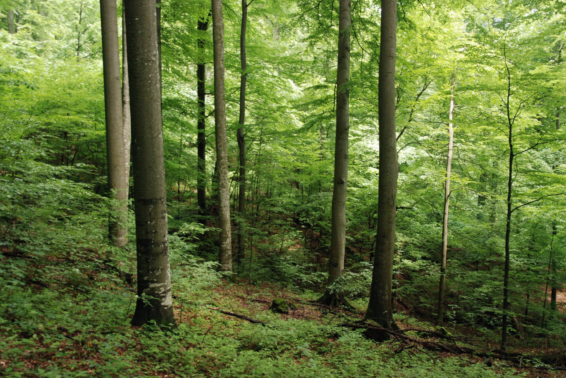 Schaduwveteraanbomen: een contradictie? - BOS+