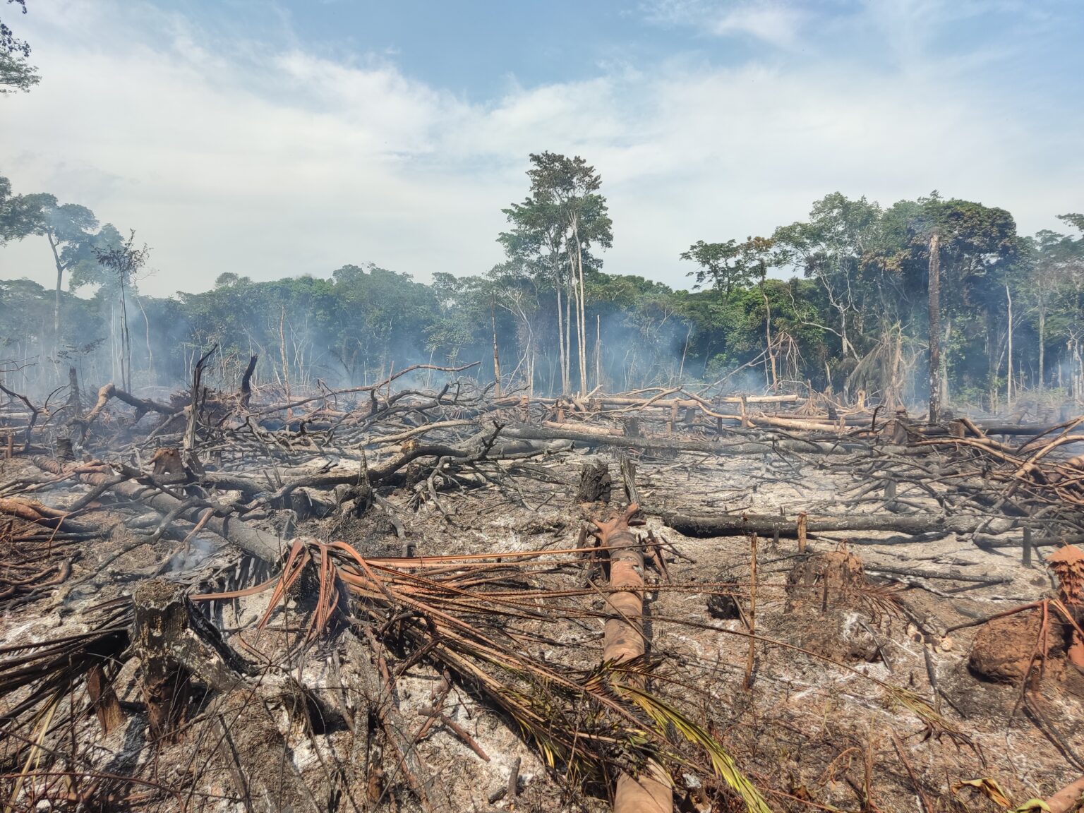 Ontbossing bestrijden in het tropisch regenwoud in Congo - BOS+