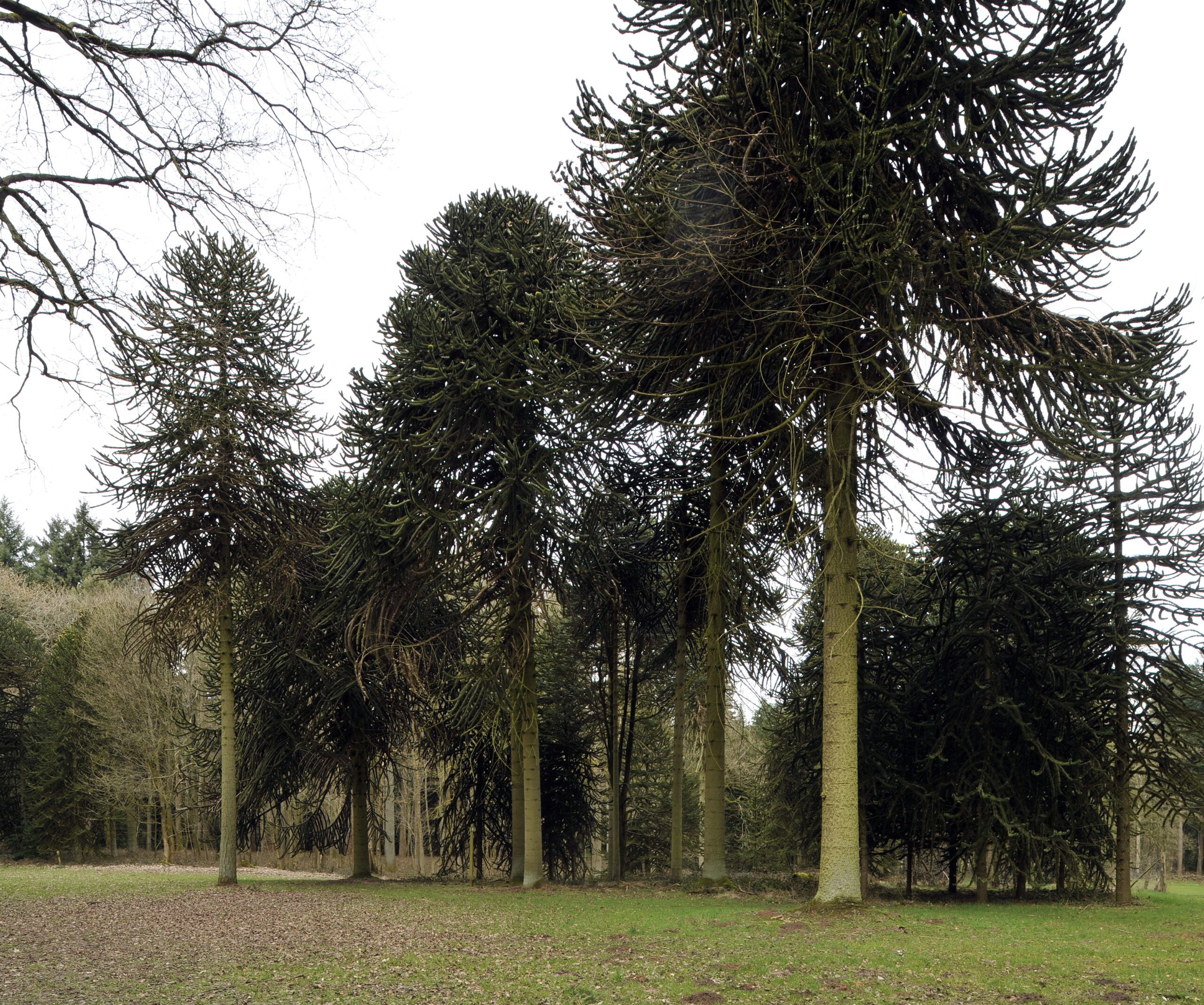 De Revue Gepasseerd: Gids voor Nederlandse en Vlaamse Arboreta - BOS+