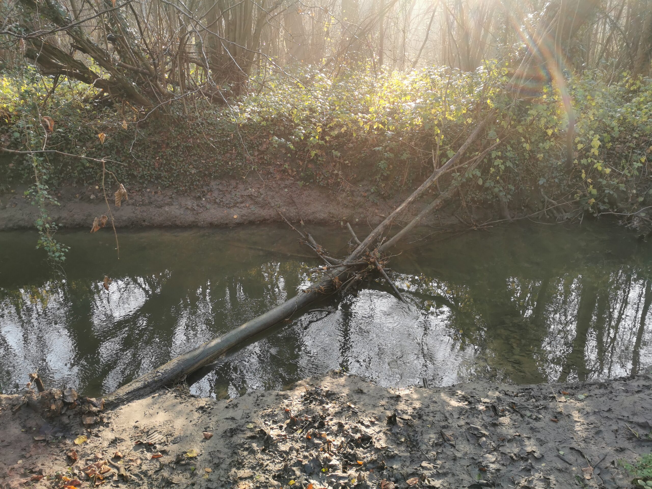 Ecologische effecten van dood hout in laaglandbeken: gevalstudie van de ...