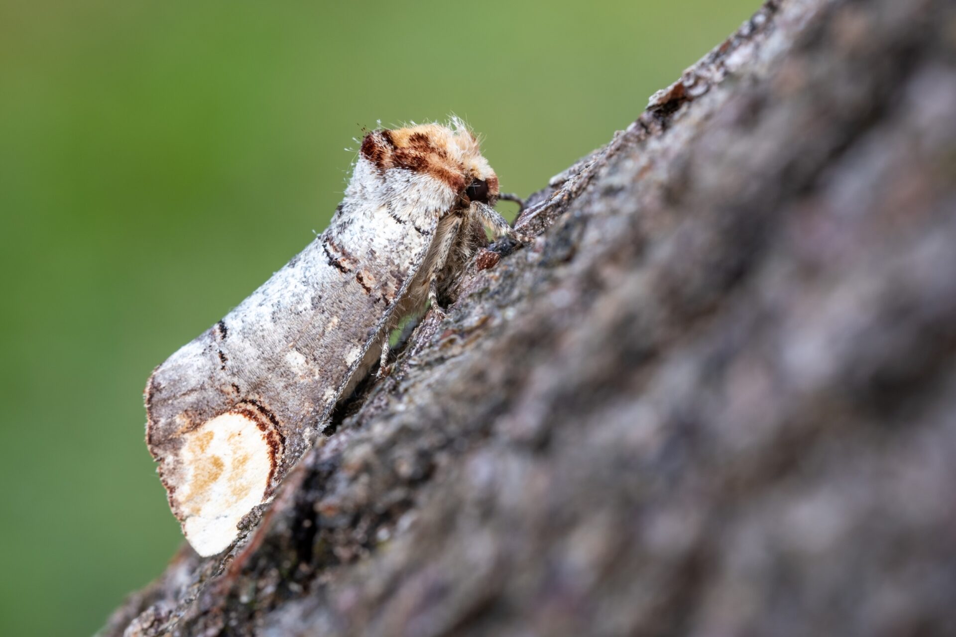 Nieuwe studie: ook in bossen gaan insecten sterk achteruit - BOS+