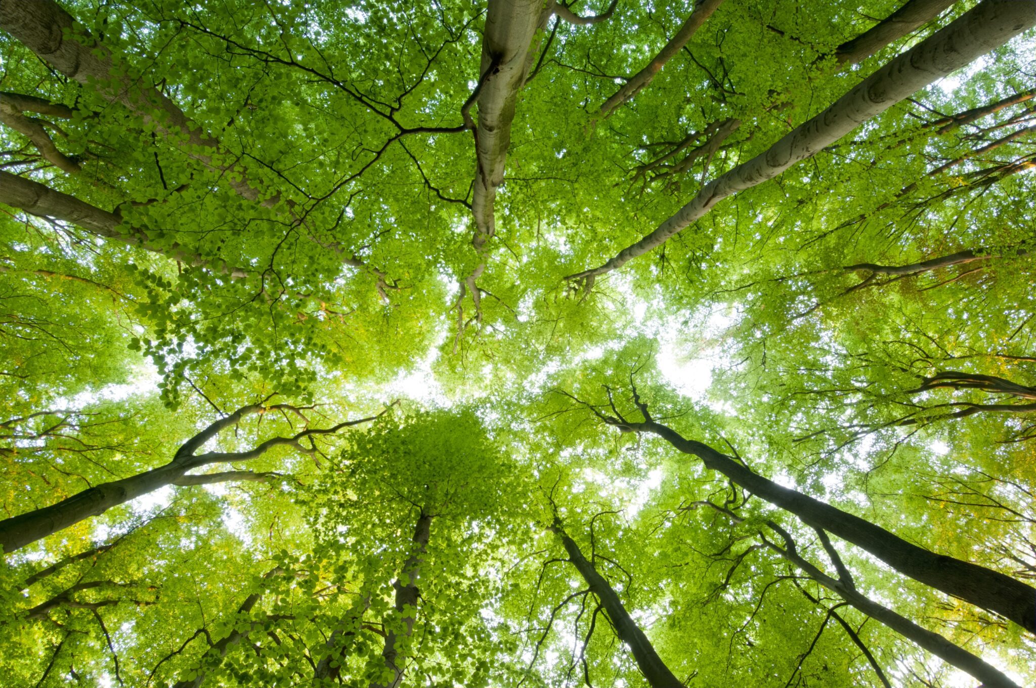 Hoeveel Ton CO2 Slaat Een Bos Nu Eigenlijk Op BOS hoeveel-ton-co2-slaat-een-bos-nu-eigenlijk-op-bos
