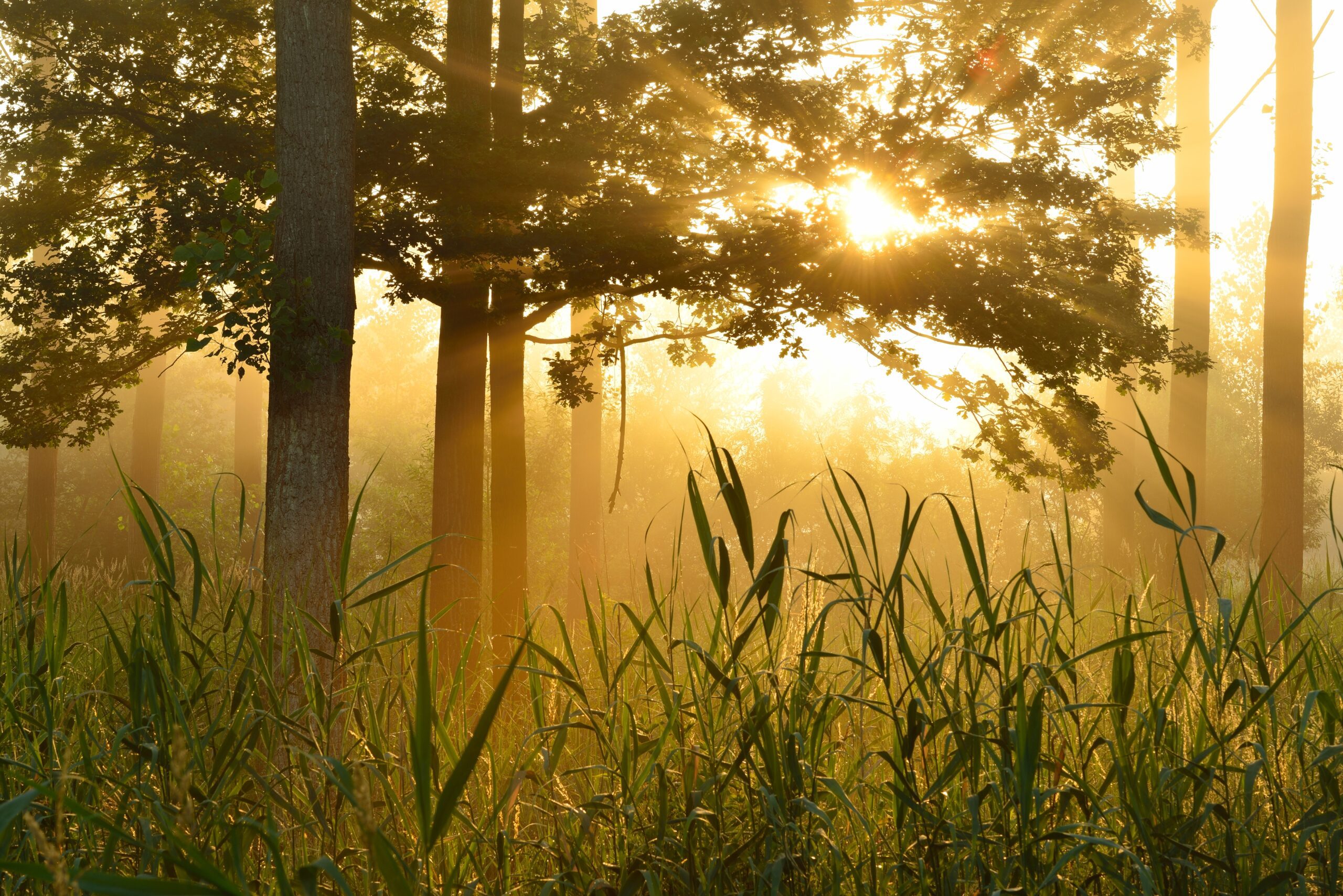 Het belang van schenken aan BOS+ via je testament - BOS+