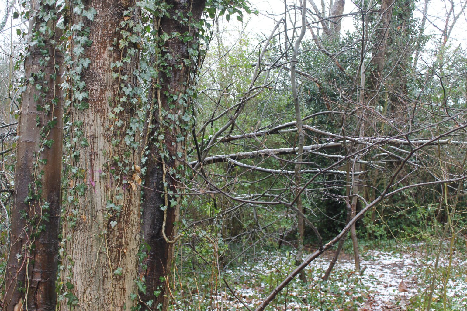 21 redenen waarom bossen belangrijk zijn - BOS+