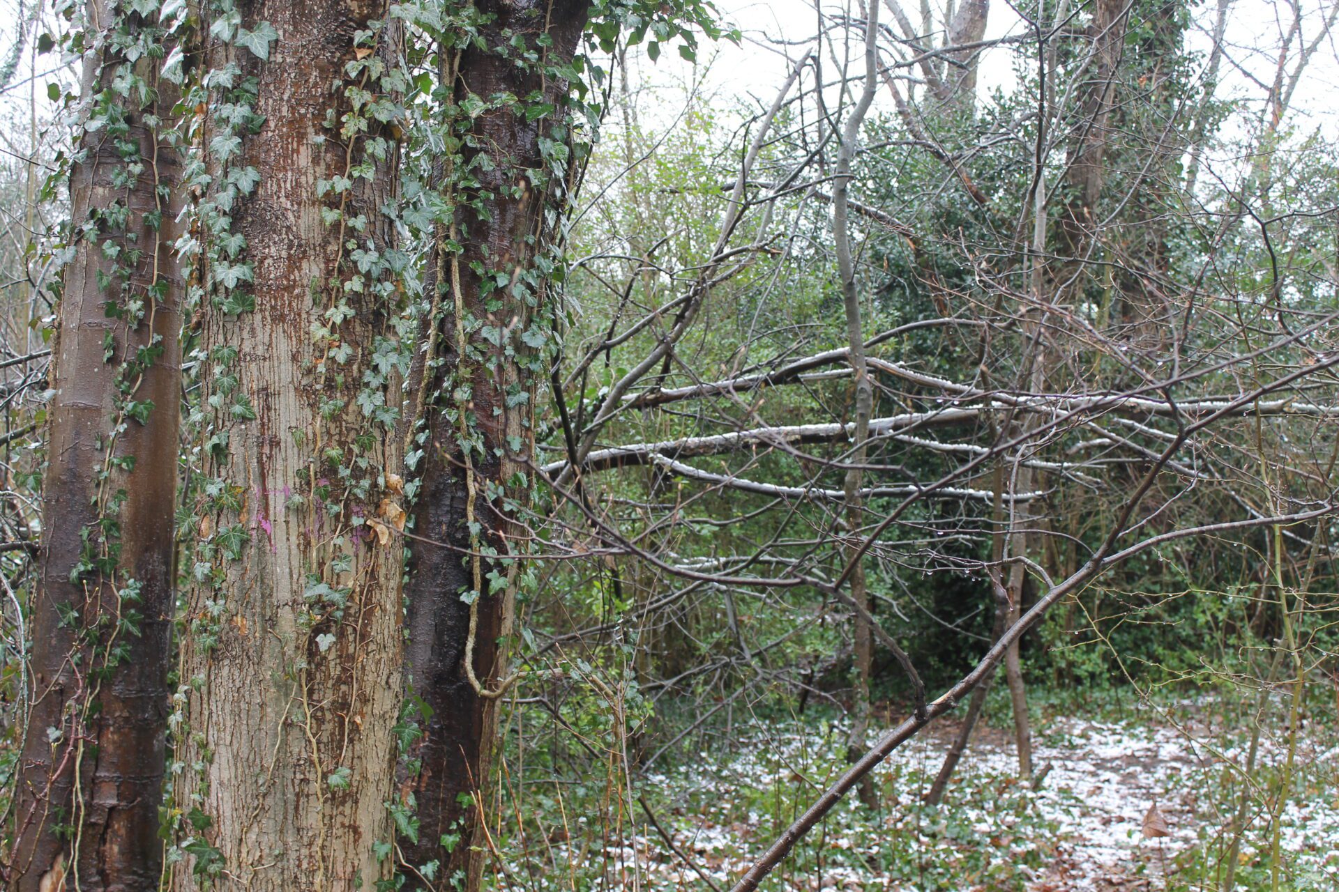 21 redenen waarom bossen belangrijk zijn - BOS+