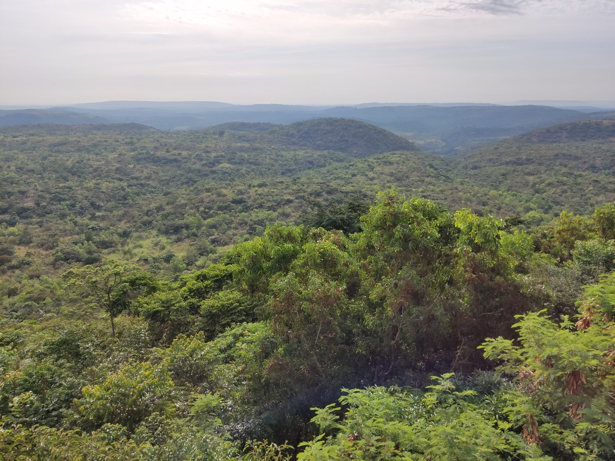 wat is een bos? - BOS+