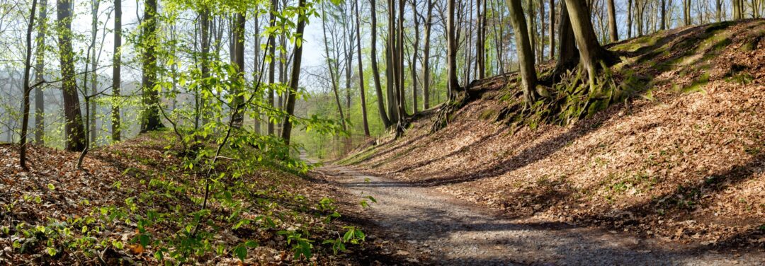 Wandeling Heverleebos - Meerdaalwoud - BOS+