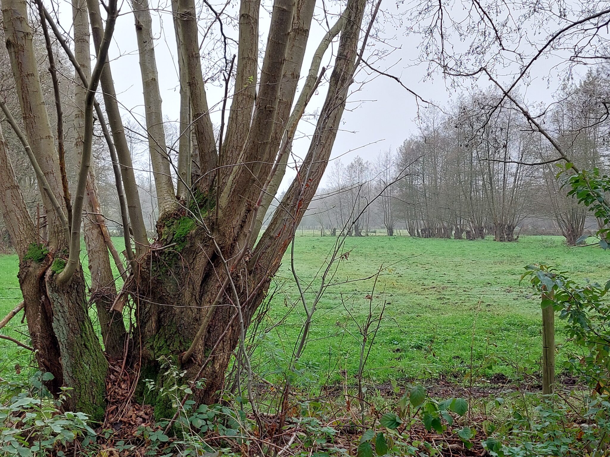 Vroeger in Vlaanderen evenveel houtkanten als drie keer de wereld rond ...