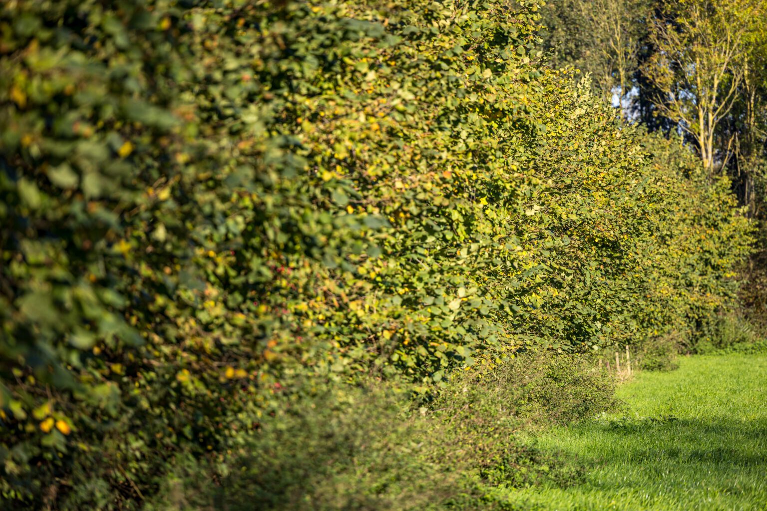 Film in het bos - BOS+