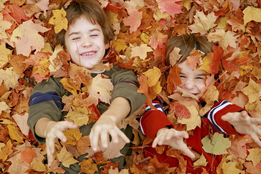 hoe ziet een bos eruit? - BOS+