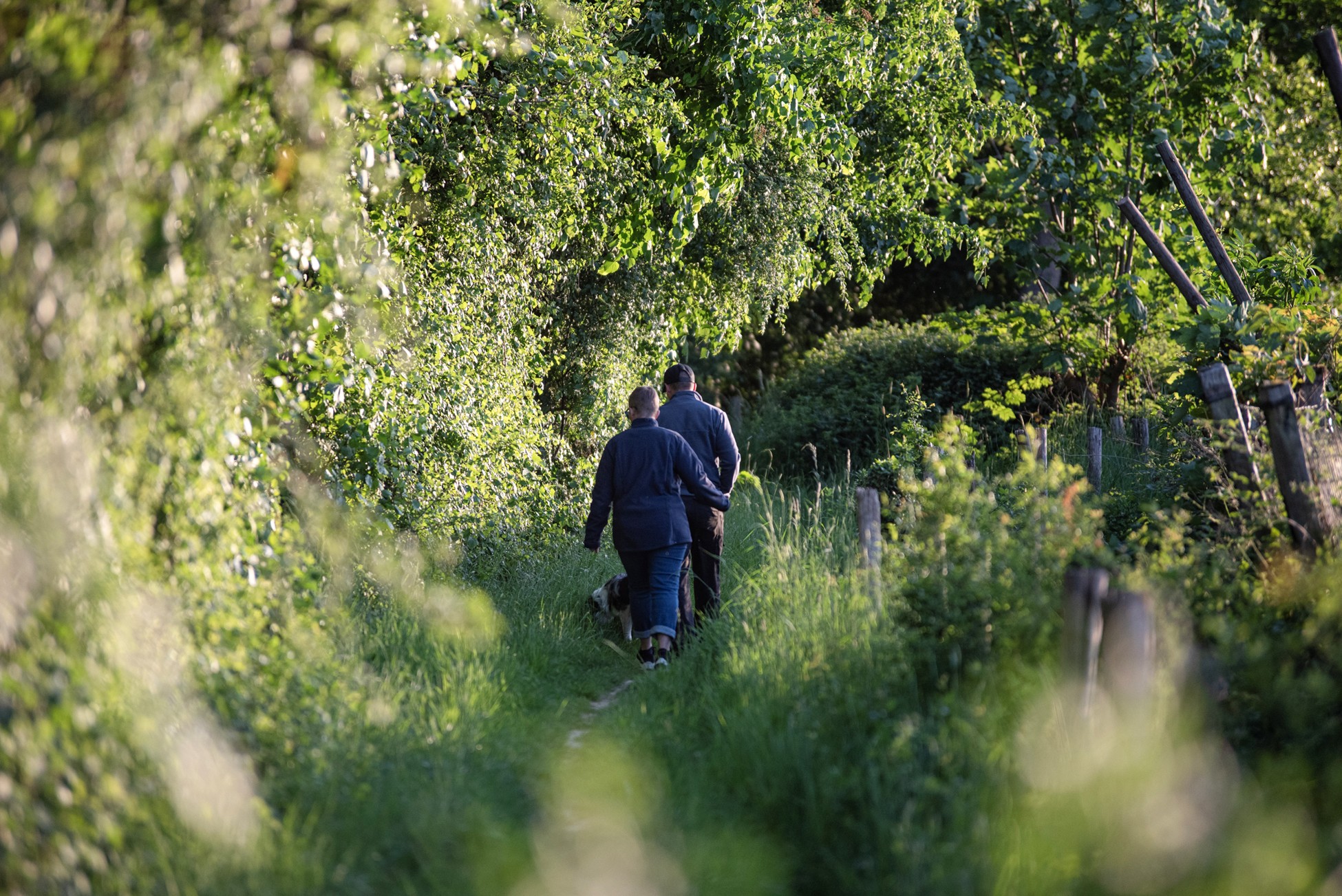 Wandeling Heverleebos - Meerdaalwoud - BOS+